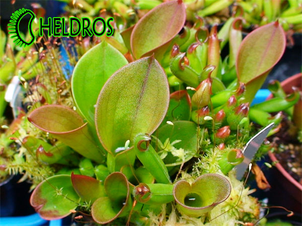 HELIAMPHORA HISPIDA młode i średnie liście.